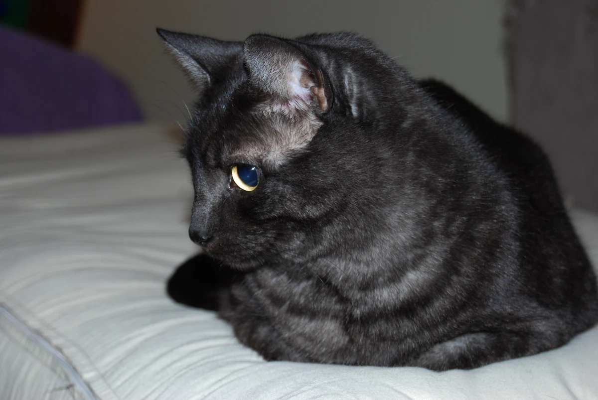 Swiftpaw (CC) | Warrior Cats RPG Wiki | Fandom