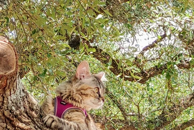 Breezechaser Warrior Cats Rpg Wiki Fandom Breezepelt | Warriors Wiki