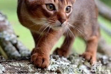 Breezechaser Warrior Cats Rpg Wiki Fandom Breezepelt | Warriors Wiki