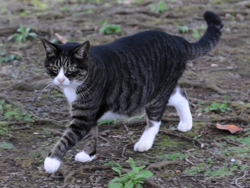 Stripes | Warrior Cats RPG Wiki | Fandom