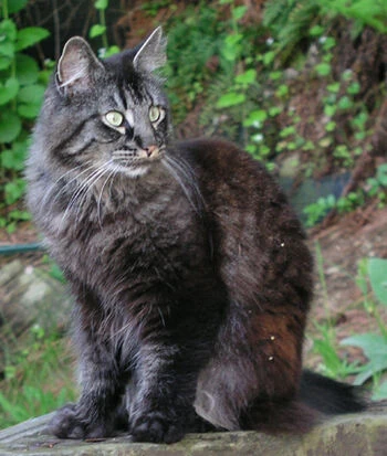 Swampmist | Warrior Cats RPG Wiki | Fandom