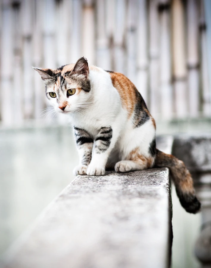 Breezechaser Warrior Cats Rpg Wiki Fandom Breezepelt | Warriors Wiki