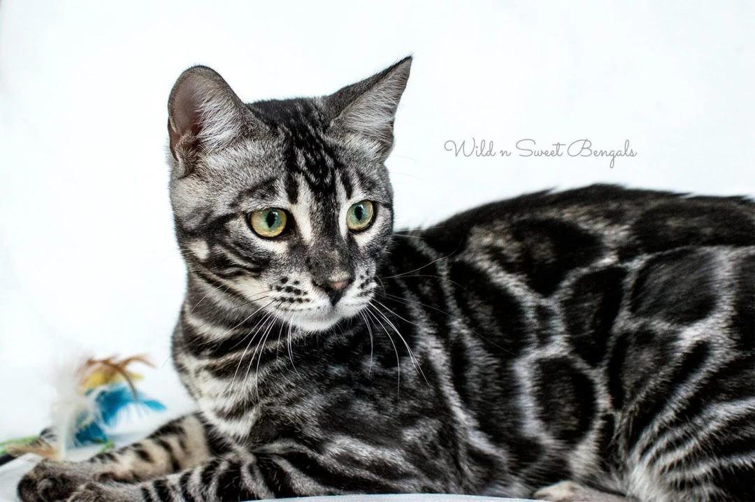 Thrushstar | Warrior Cats RPG Wiki | Fandom