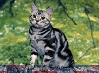 Drizzlepaw | Warrior Cats RPG Wiki | Fandom