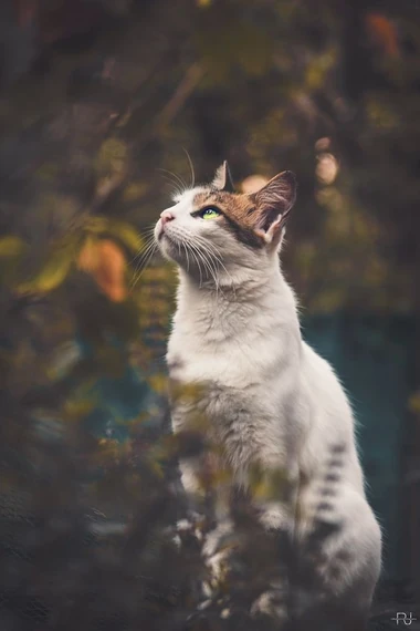 Lilypaw | Warrior Cats RPG Wiki | Fandom