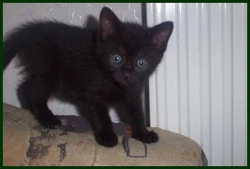 Ruby | Warrior-Cats RPG Wiki | Fandom