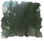 Owl Tree | Warrior Cats: Ultimate Edition (WCUE) Wiki | Fandom