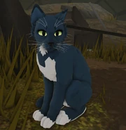 Events | Warrior Cats: Ultimate Edition (WCUE) Wiki | Fandom
