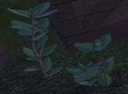 Herbs | Warrior Cats: Ultimate Edition (WCUE) Wiki | Fandom