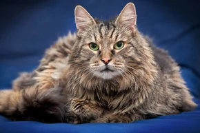 Maine Coon | Warrior Cats: Ultimate Edition Wiki | Fandom