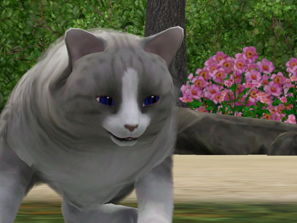 Cinderfrost | Warrior Cats Valley Territories Starclan's Chosen Wiki ...