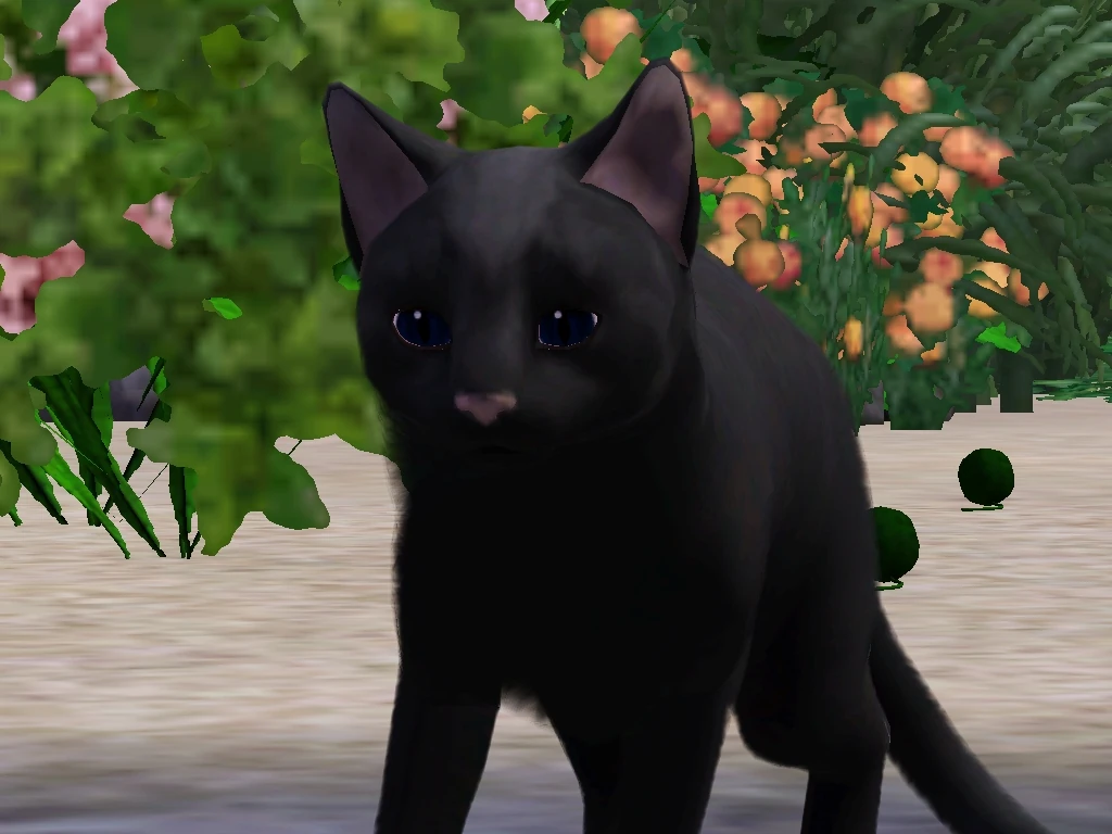 Shiveringfur | Warrior Cats Valley Territories Starclan's Chosen Wiki ...