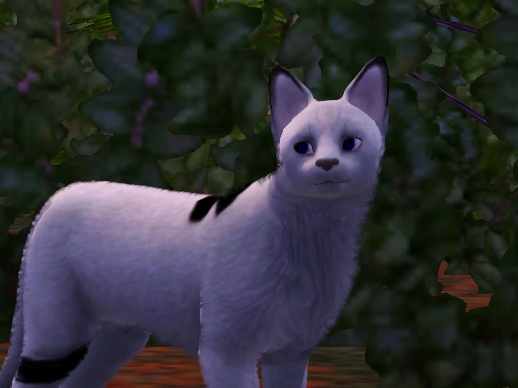 Frostheart | Warrior Cats Valley Territories Starclan's Chosen Wiki ...