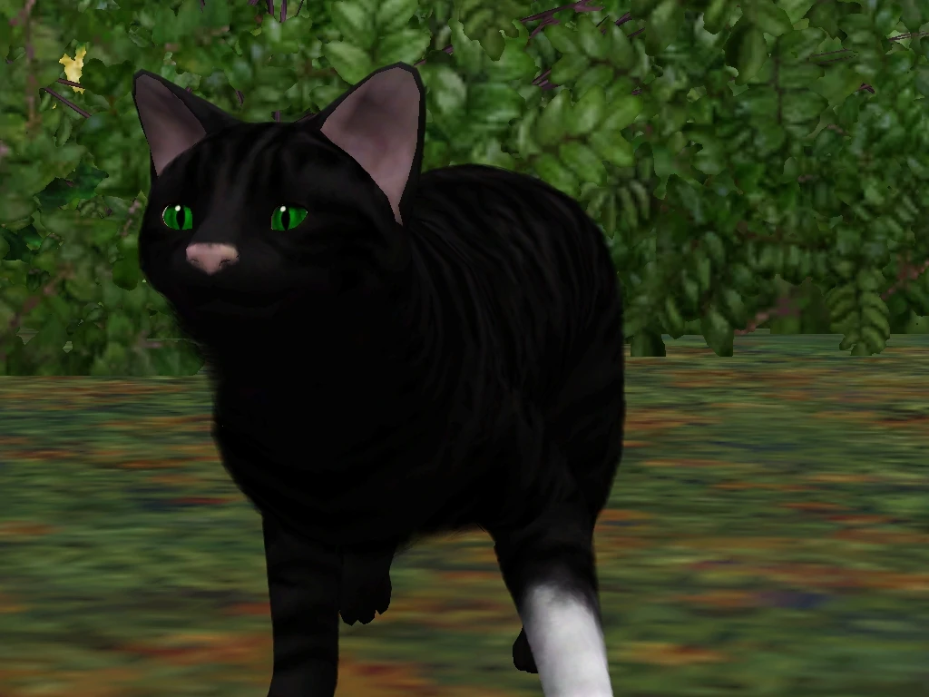 Twigpounce | Warrior Cats Valley Territories Starclan's Chosen Wiki ...