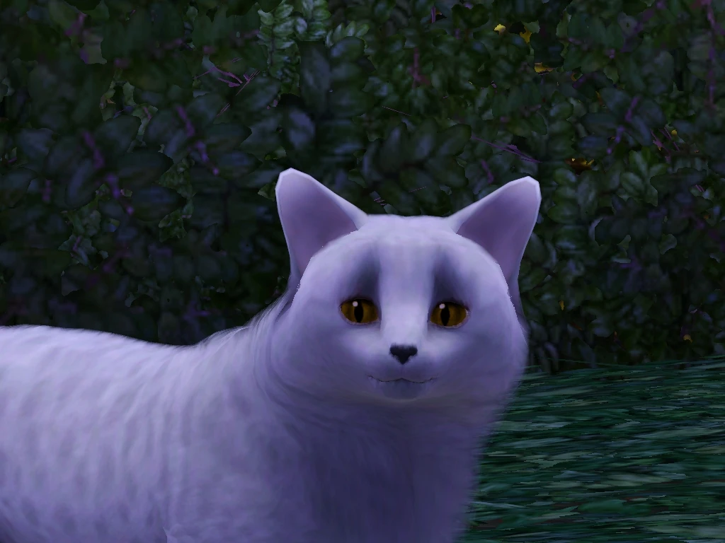 Frozenpool | Warrior Cats Valley Territories Starclan's Chosen Wiki ...