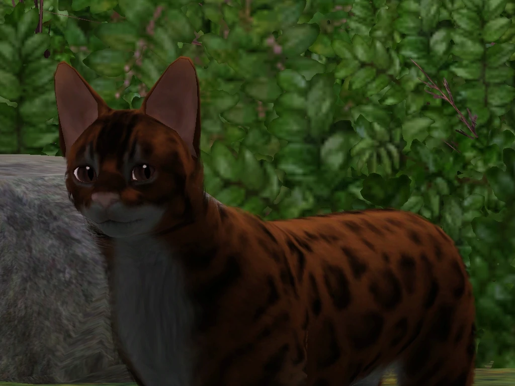 Maplepelt | Warrior Cats Valley Territories Starclan's Chosen Wiki | Fandom