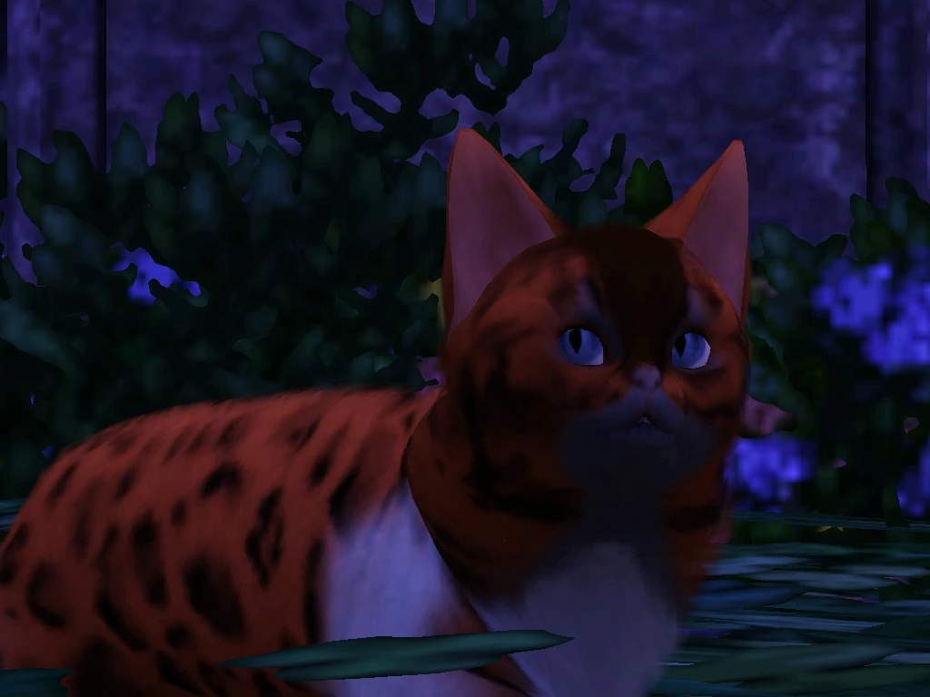 Brightkit | Warrior Cats Valley Territories Starclan's Chosen Wiki | Fandom