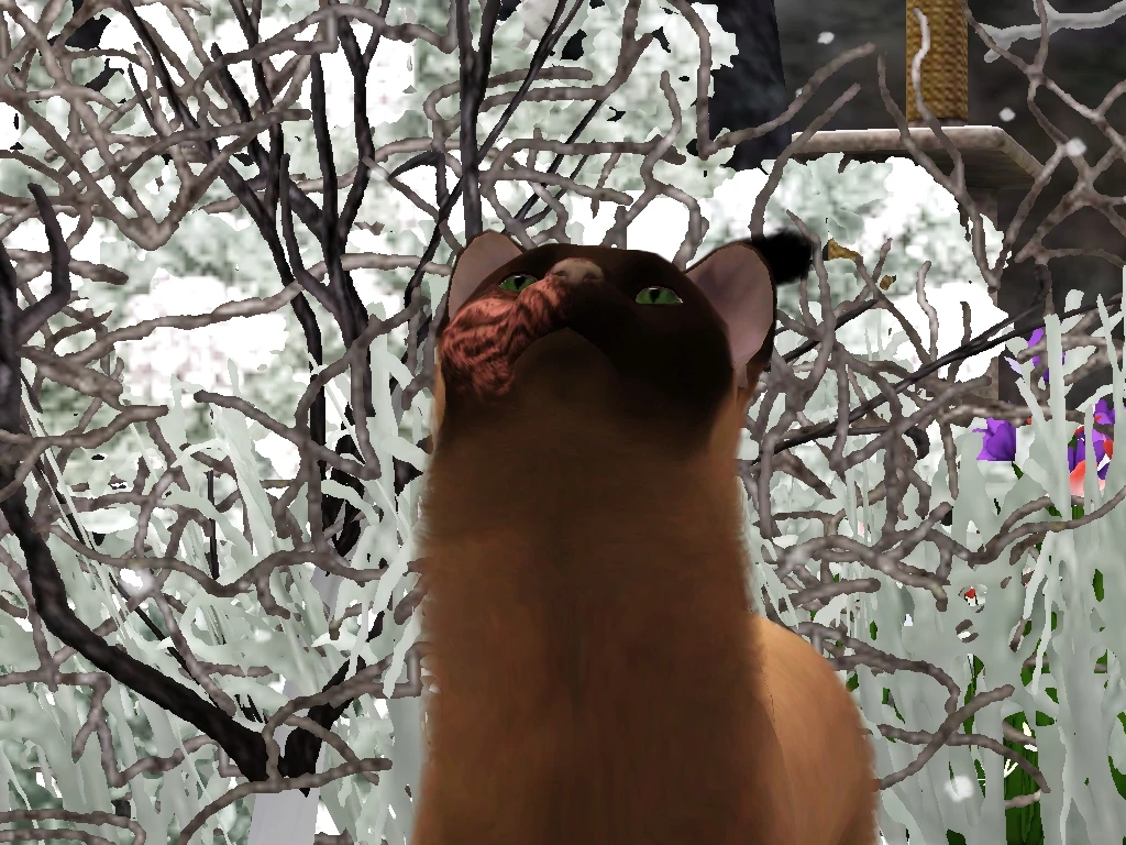 Owlswoop | Warrior Cats Valley Territories Starclan's Chosen Wiki | Fandom