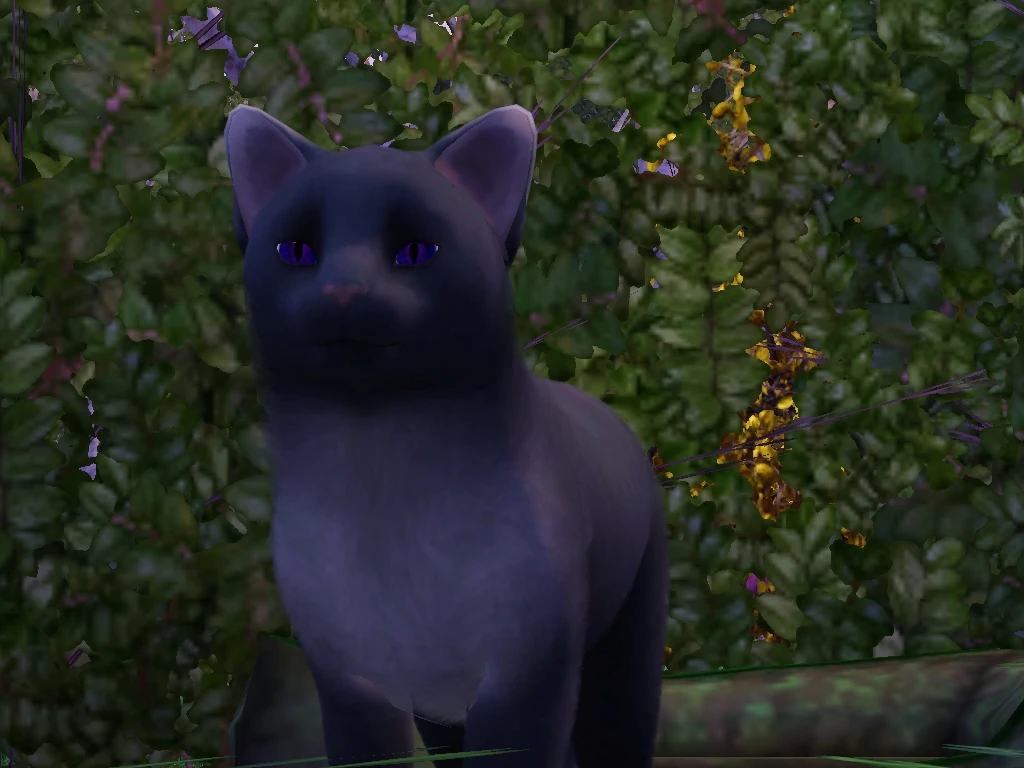 Ibiswing | Warrior Cats Valley Territories Starclan's Chosen Wiki | Fandom