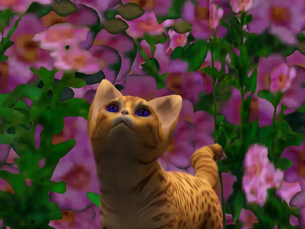 Coralkit | Warrior Cats Valley Territories Starclan's Chosen Wiki | Fandom