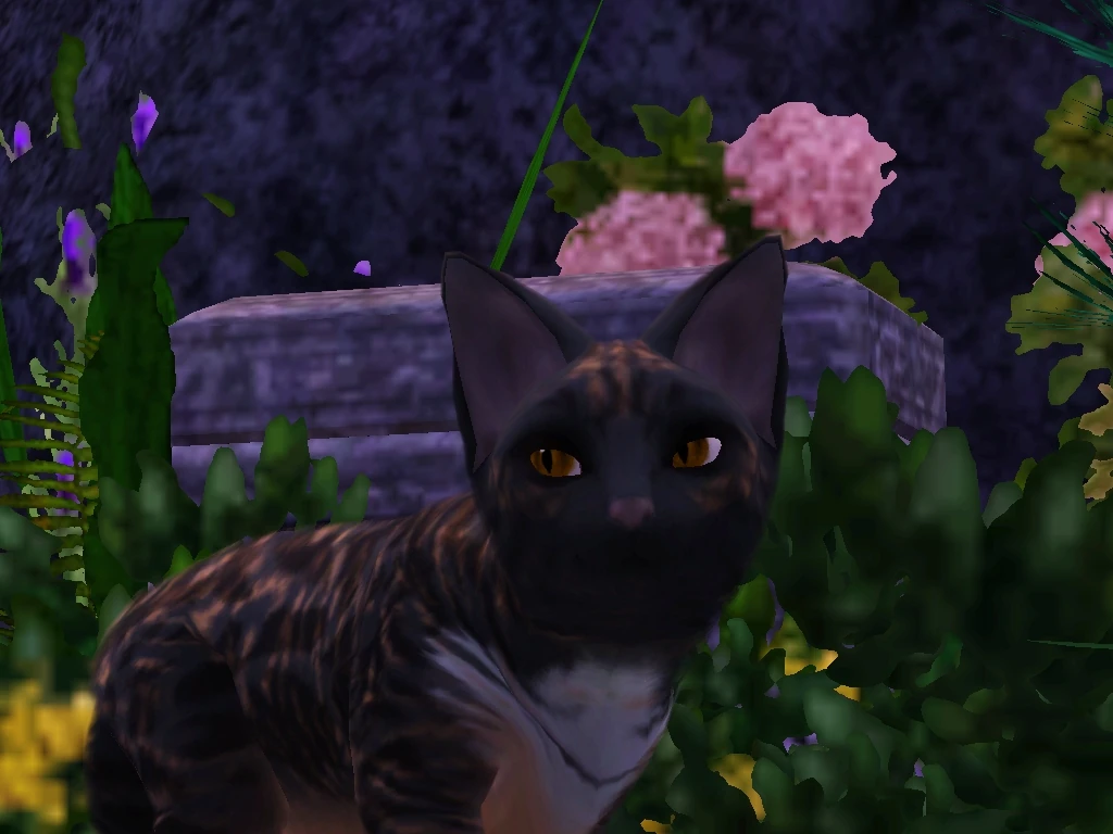 Splashkit | Warrior Cats Valley Territories Starclan's Chosen Wiki | Fandom