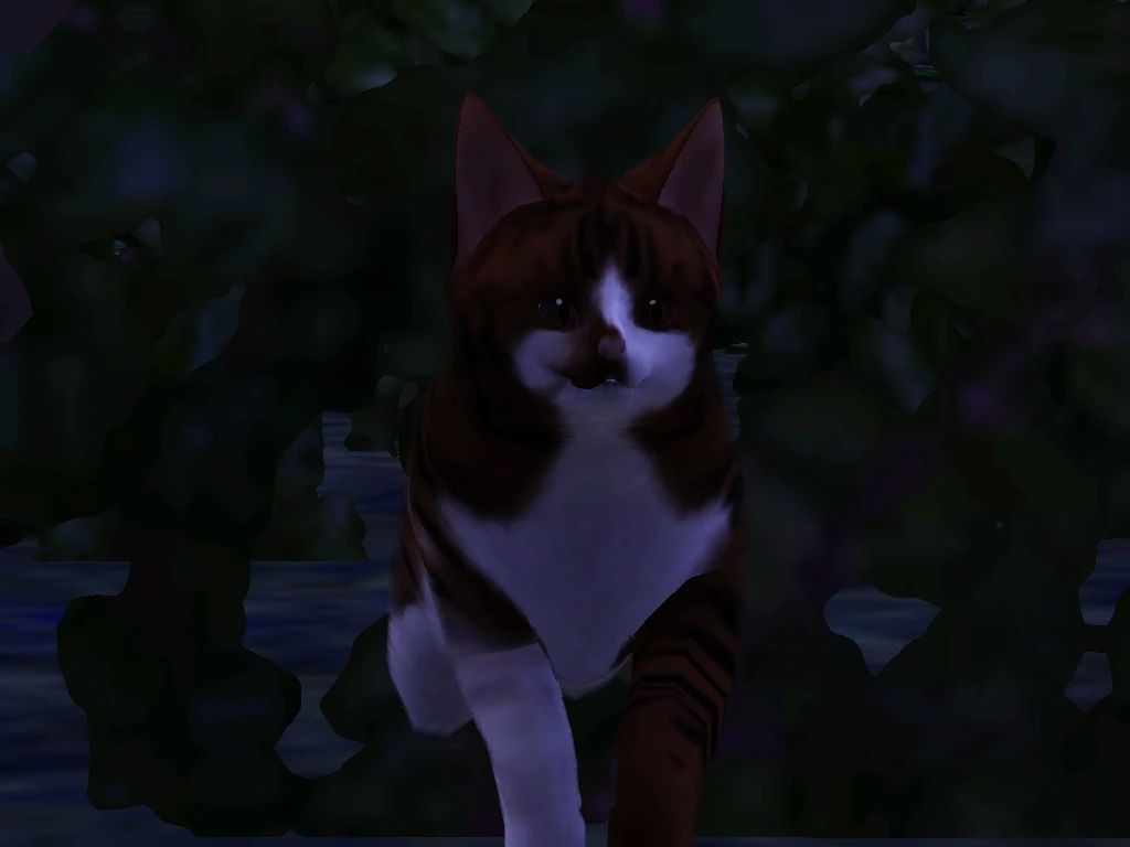 Umberkit | Warrior Cats Valley Territories Starclan's Chosen Wiki | Fandom