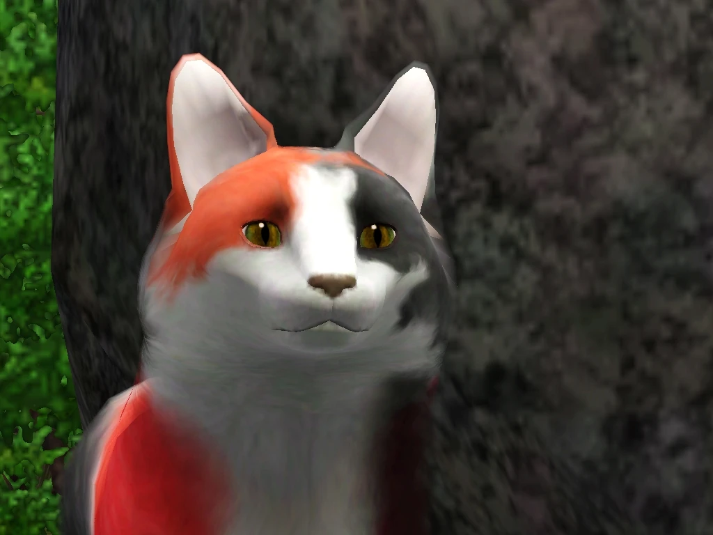 Marsheye | Warrior Cats Valley Territories Wiki | Fandom