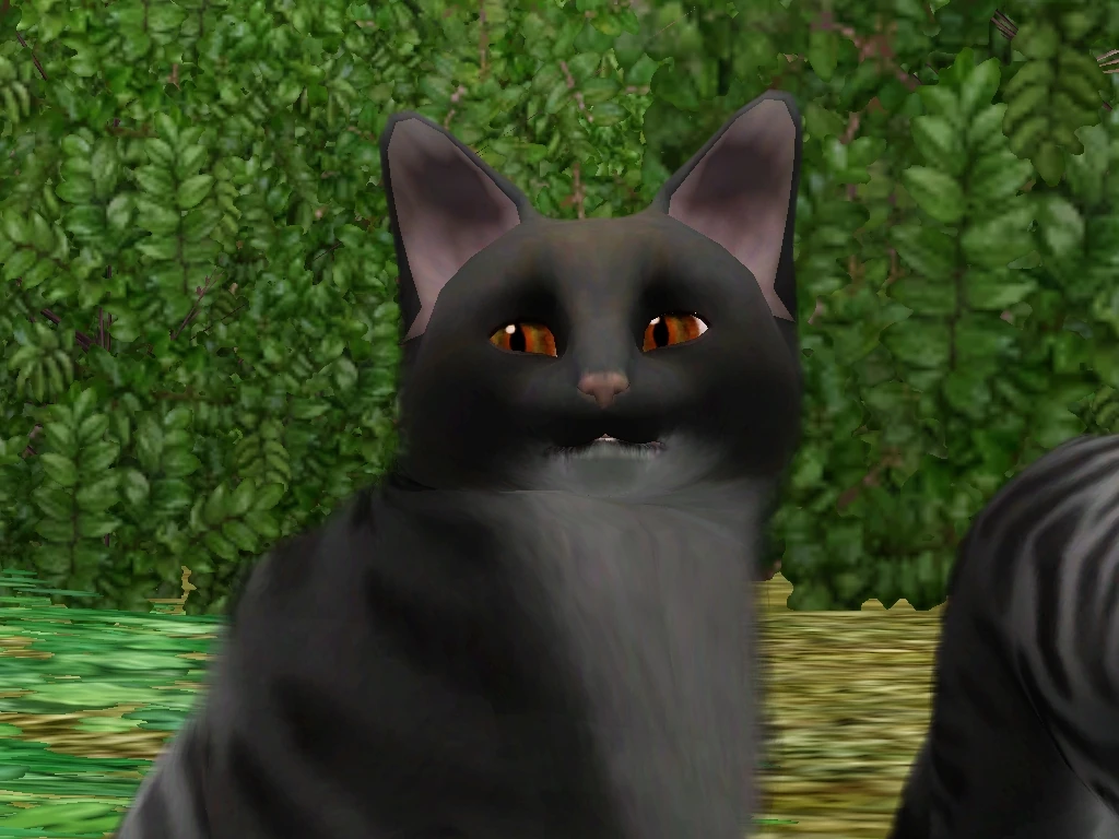 Ravenpaw | Warrior Cats Valley Territories Wiki | Fandom