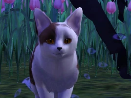 Leafstar | Warrior Cats Valley Territories Wiki | Fandom