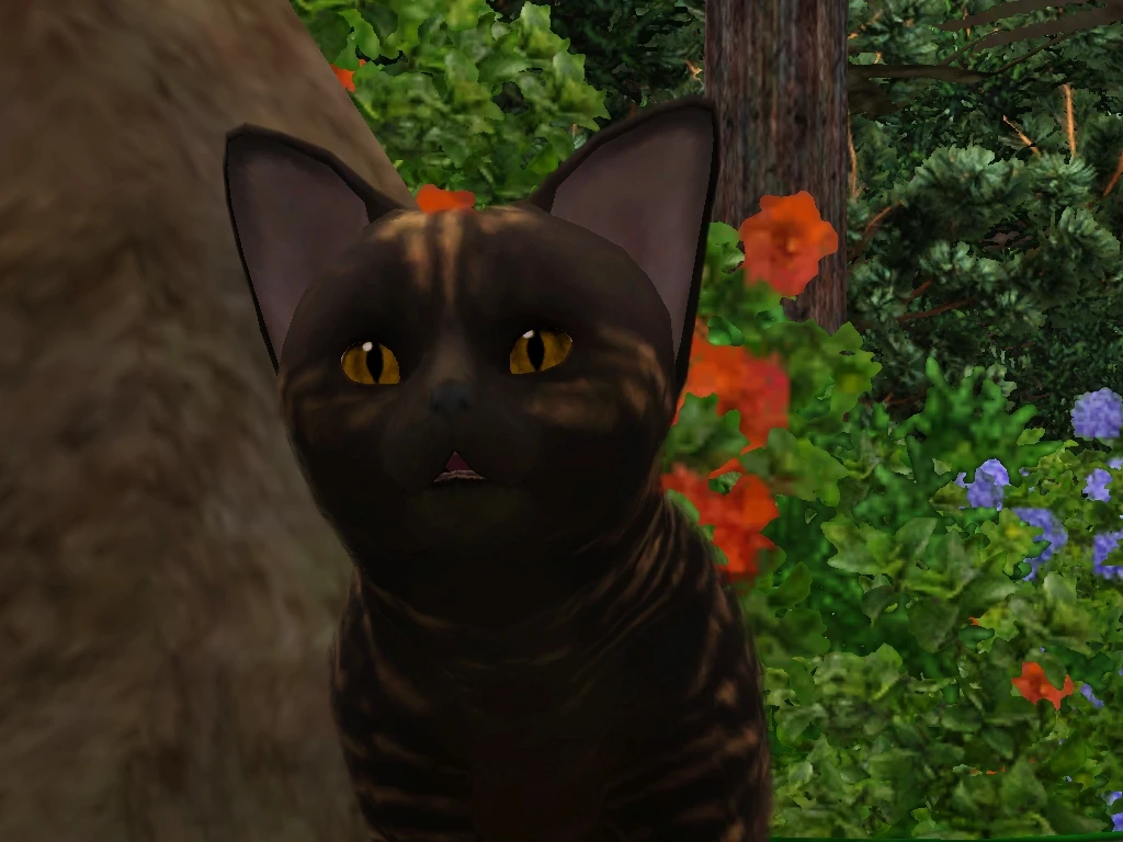 Shortkit | Warrior Cats Valley Territories Wiki | Fandom