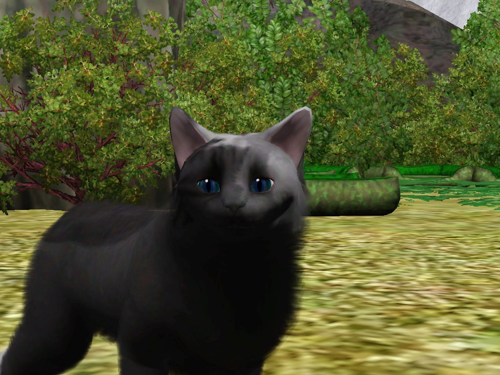 Stormshade Warrior Cats Valley Territories Wiki Fandom