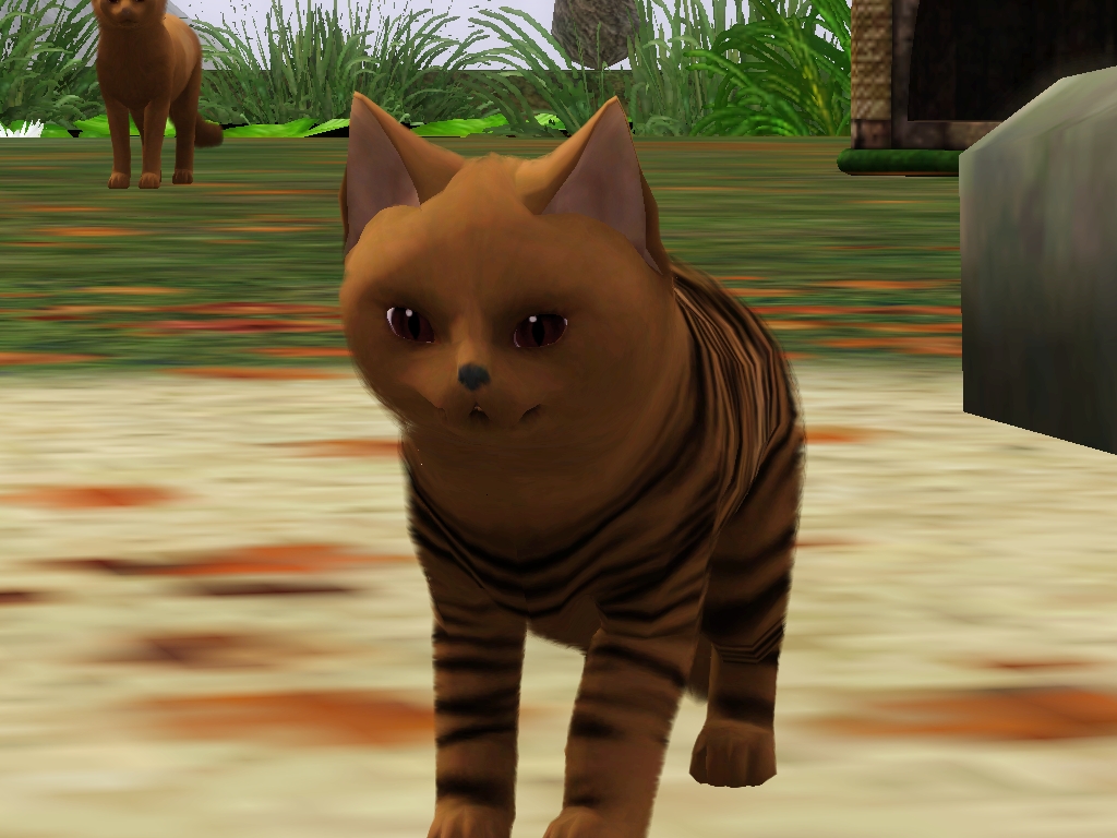 Stormkit Warrior Cats Valley Territories Wiki Fandom