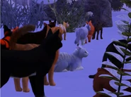 Splashtail | Warrior Cats Valley Territories Wiki | Fandom