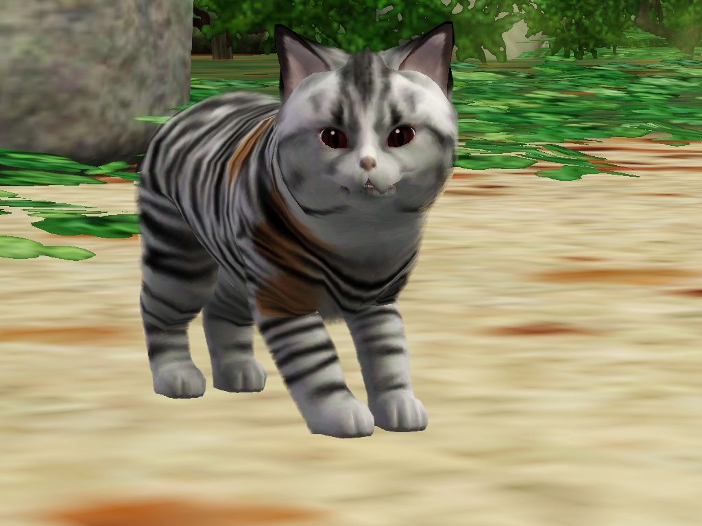Minnowkit Warrior Cats Valley Territories Wiki Fandom