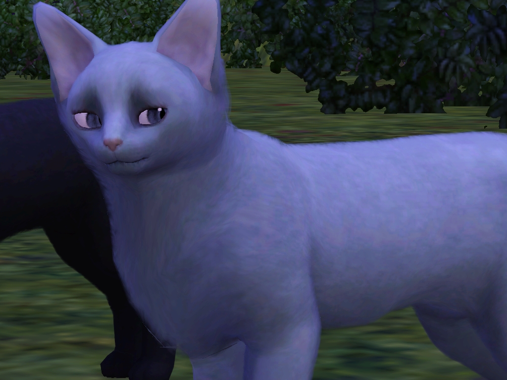 Mistystar Warrior Cats Valley Territories Wiki Fandom
