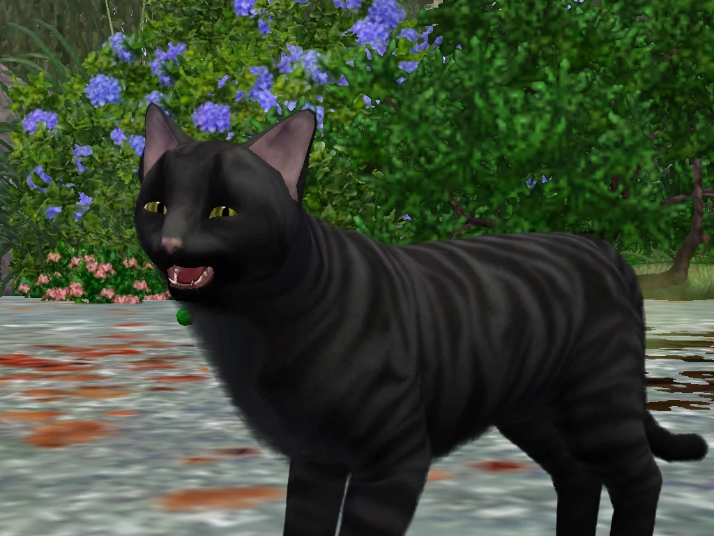 Fishpaw | Warrior Cats Valley Territories Wiki | Fandom