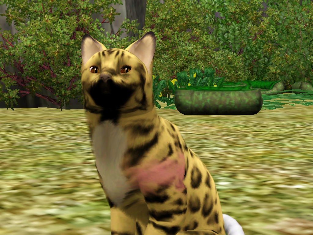 Sunshadow Warrior Cats Valley Territories Wiki Fandom