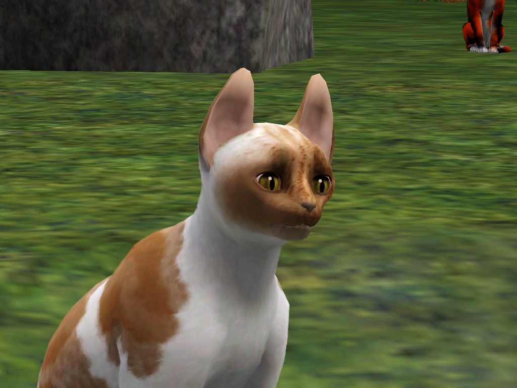 Beewing Warrior Cats Valley Territories Wiki Fandom