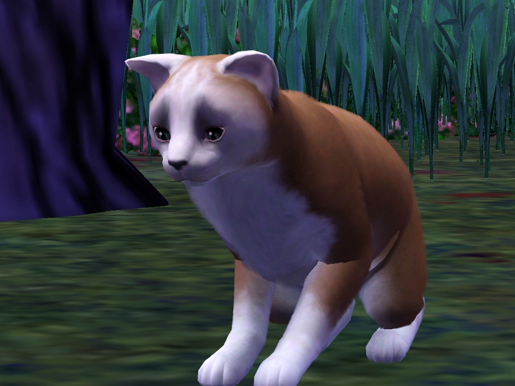 Flutterfoot Warrior Cats Valley Territories Wiki Fandom