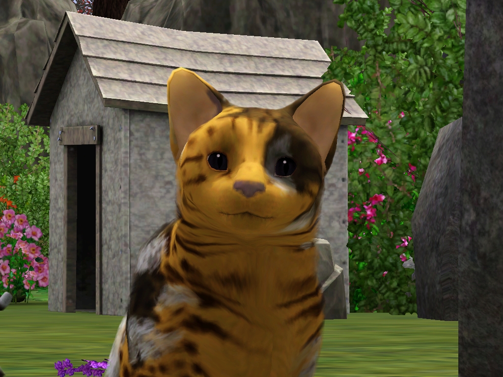Sunnypaw Warrior Cats Valley Territories Wiki Fandom