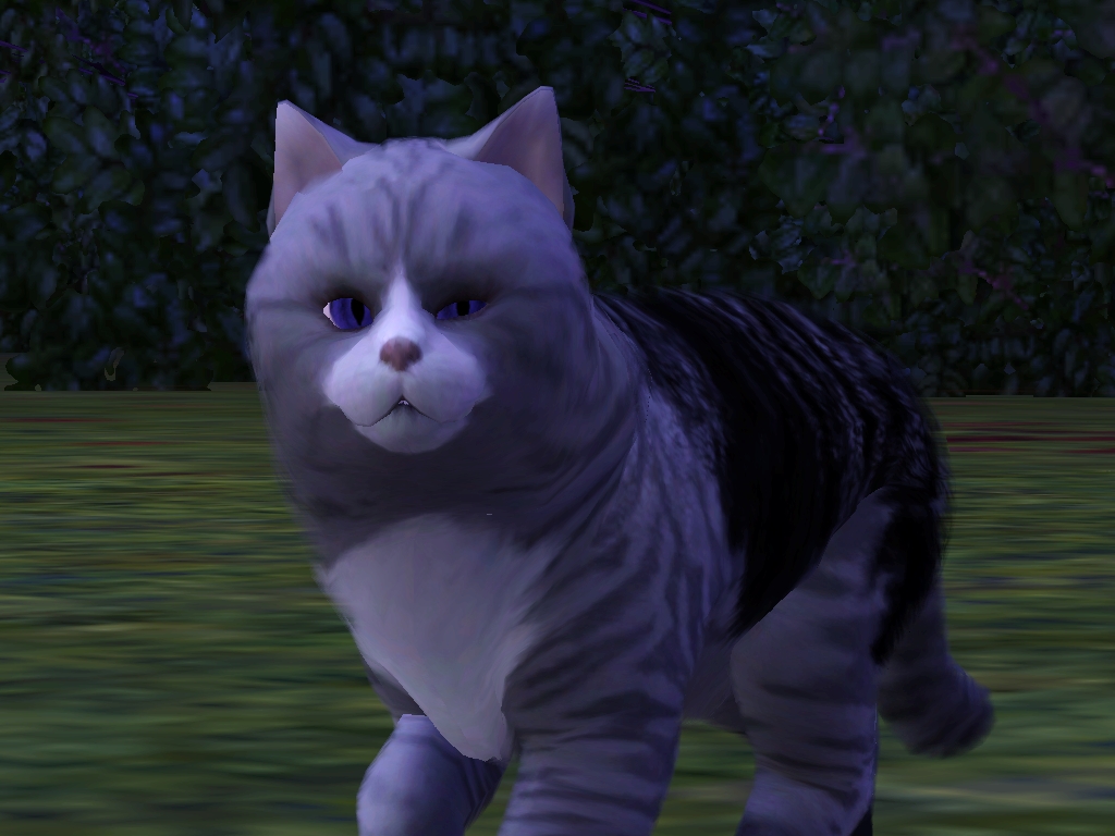 Puddlekit Warrior Cats Valley Territories Wiki Fandom