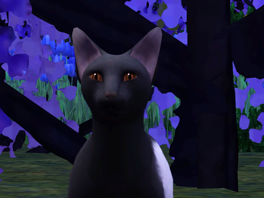 Tallstar Warrior Cats Valley Territories Wiki Fandom