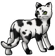 Domino | Warrior Cats Wiki | Fandom