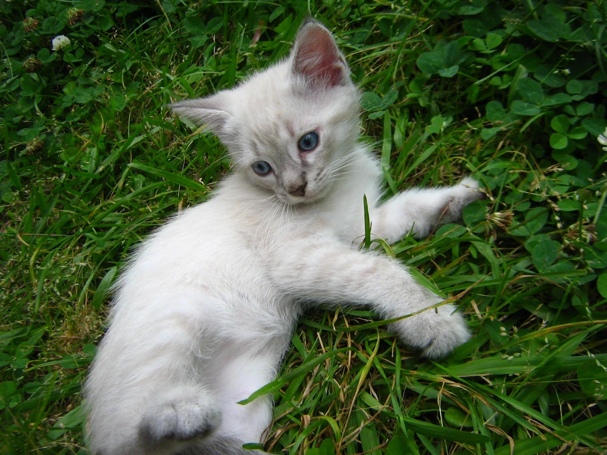 Cloudkit | Warrior OC Wiki | Fandom