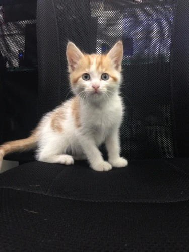 Brightkit | Warrior OC Wiki | Fandom