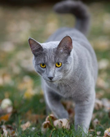 Stoneclaw | Warrior OC Wiki | Fandom