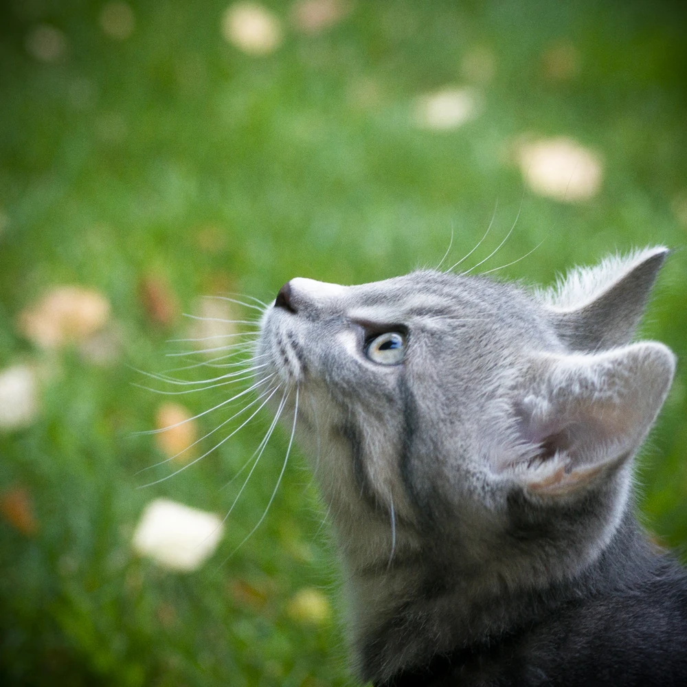 Dewpaw | Warrior OC Wiki | Fandom