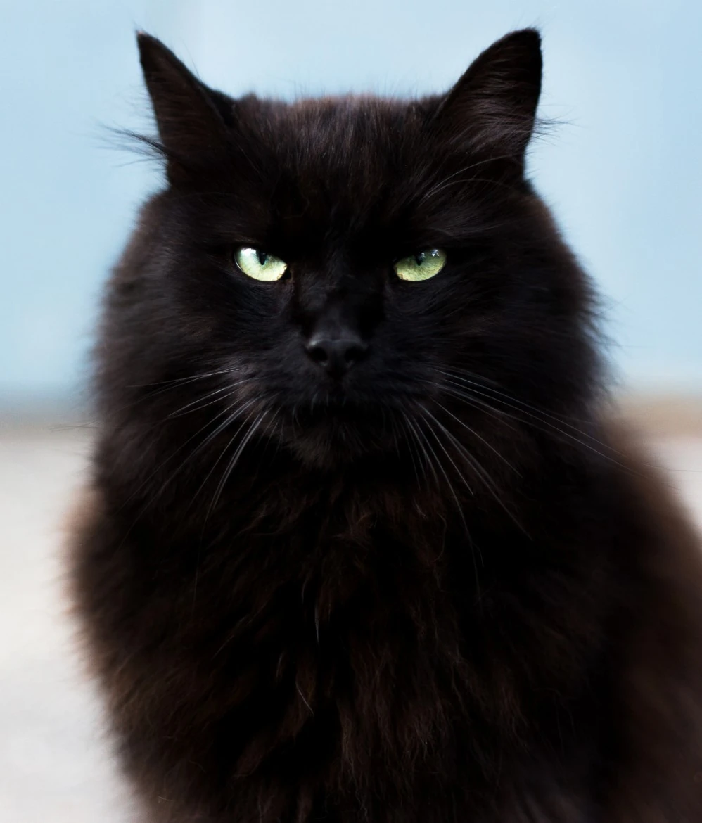 Donleavy II | Warriorcatclansrp Wiki | Fandom