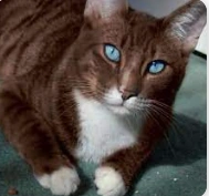 Blueface | Warrior Cats Fandom Wiki | Fandom