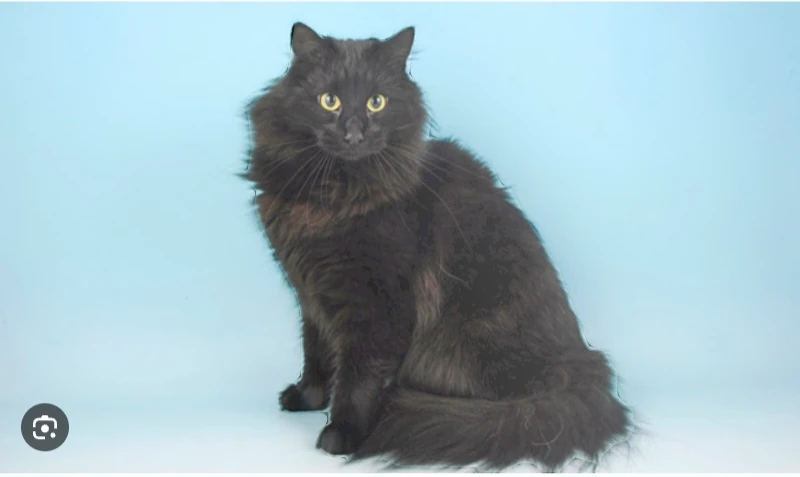 Shadowfur | Warrior Cats Fandom Wiki | Fandom